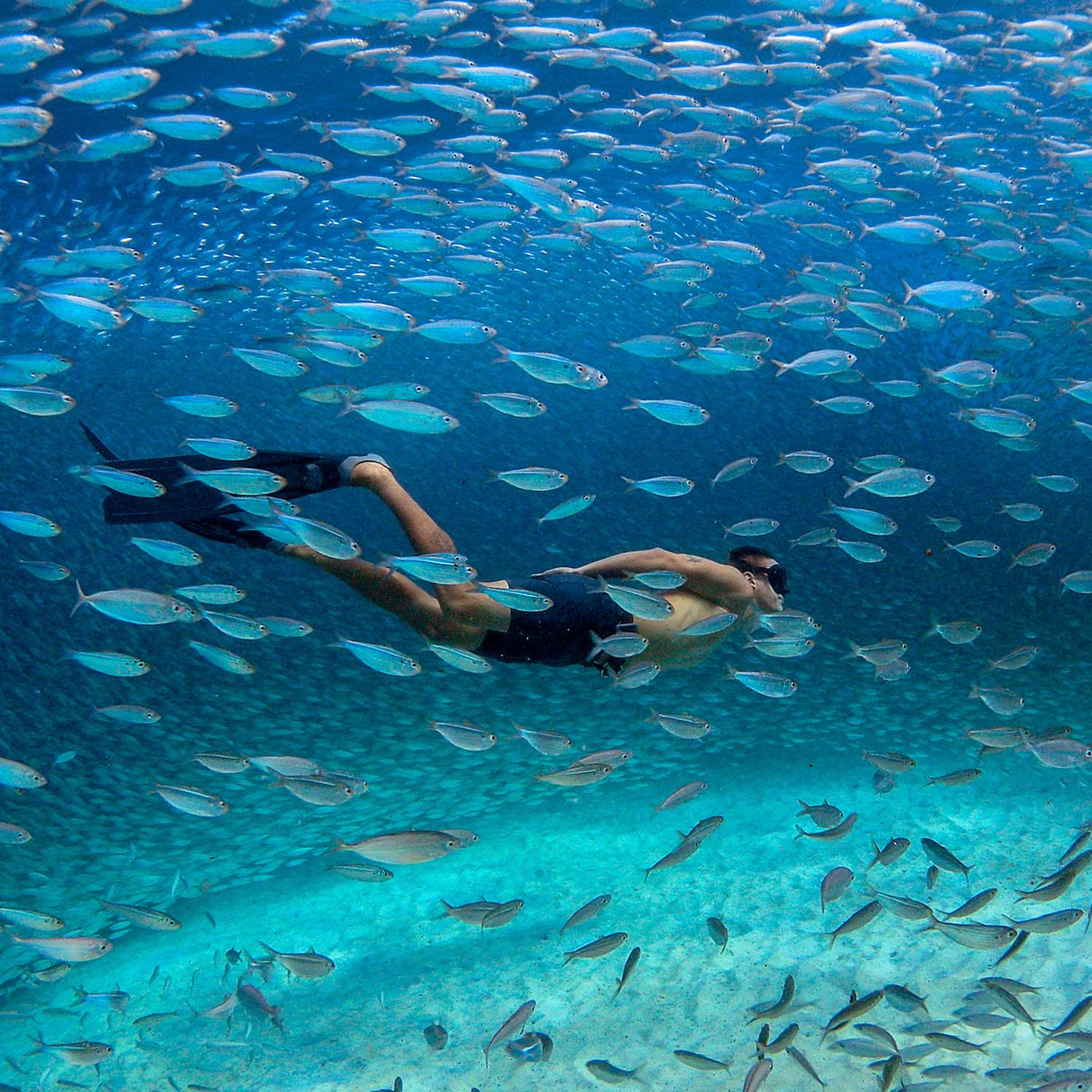 Het Beste Van Bonaire Het Beste Van Bonaire